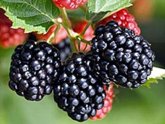 Boysenberry - Fruits And Vegetables