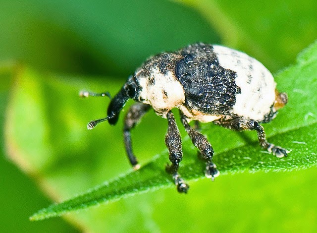 Alam Mengembang Jadi Guru: 7 Weevil yang Paling "Unbeweevable!"