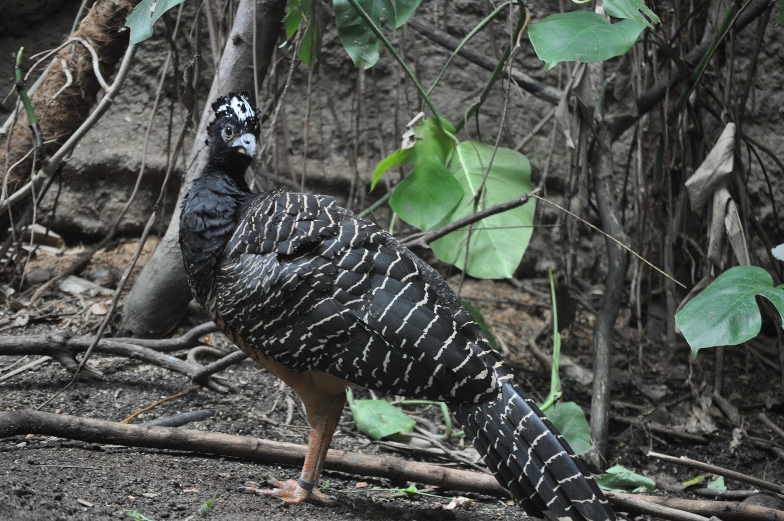 ZOOTOGRAFIANDO (6.100 ANIMALS): MUITÚ / BARE-FACED CURASSOW (Crax ...
