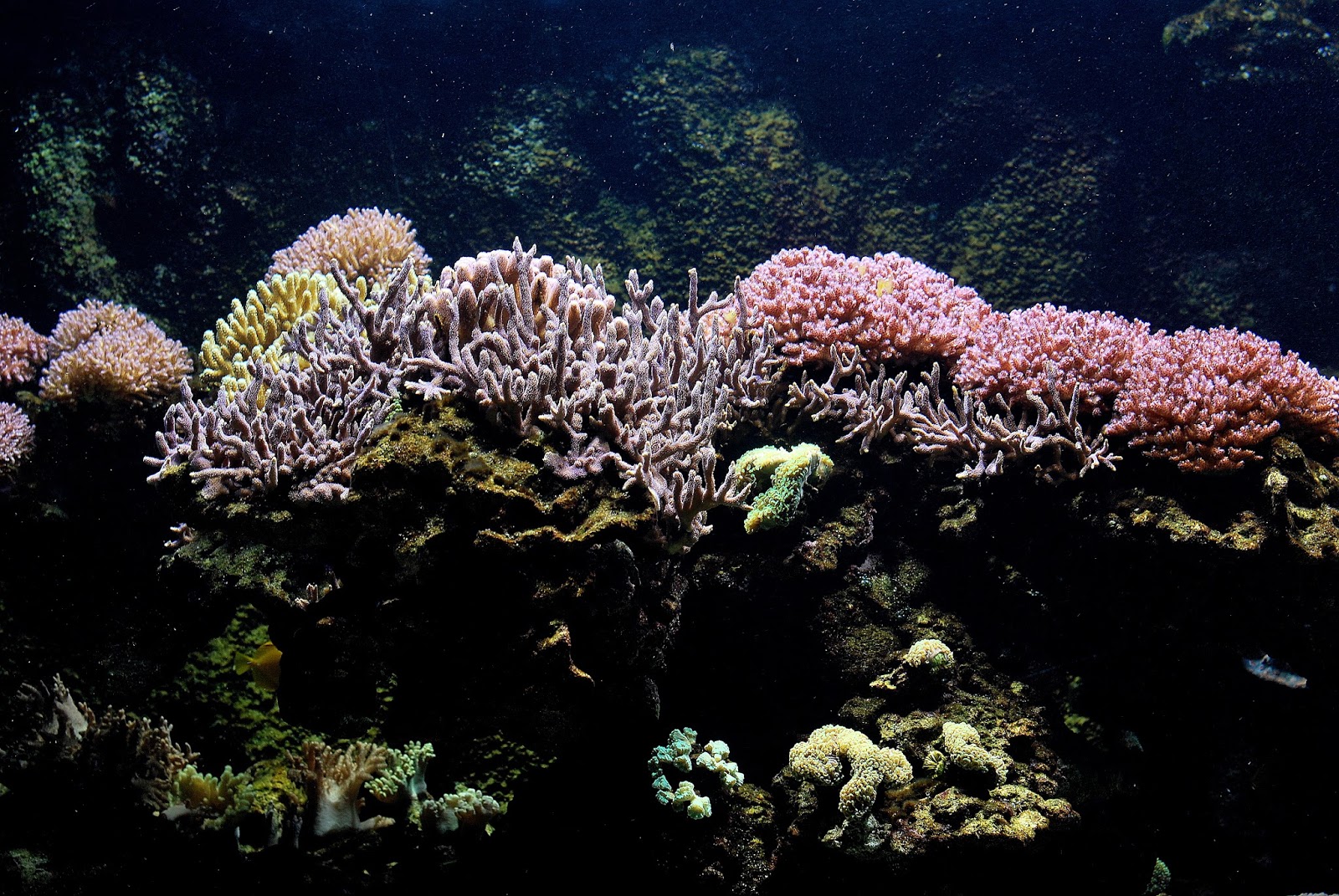 OCEANOGRÁFIC DE VALENCIA: ¡'SUMÉRGETE EN EL MAYOR ACUARIO DE EUROPA ...