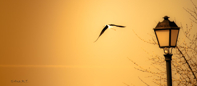 La mirilla: "Sin rumbo"