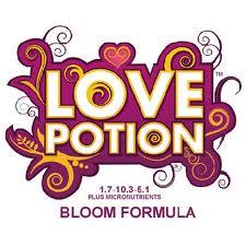 Herbert Curia: Love Potion or Gayuma