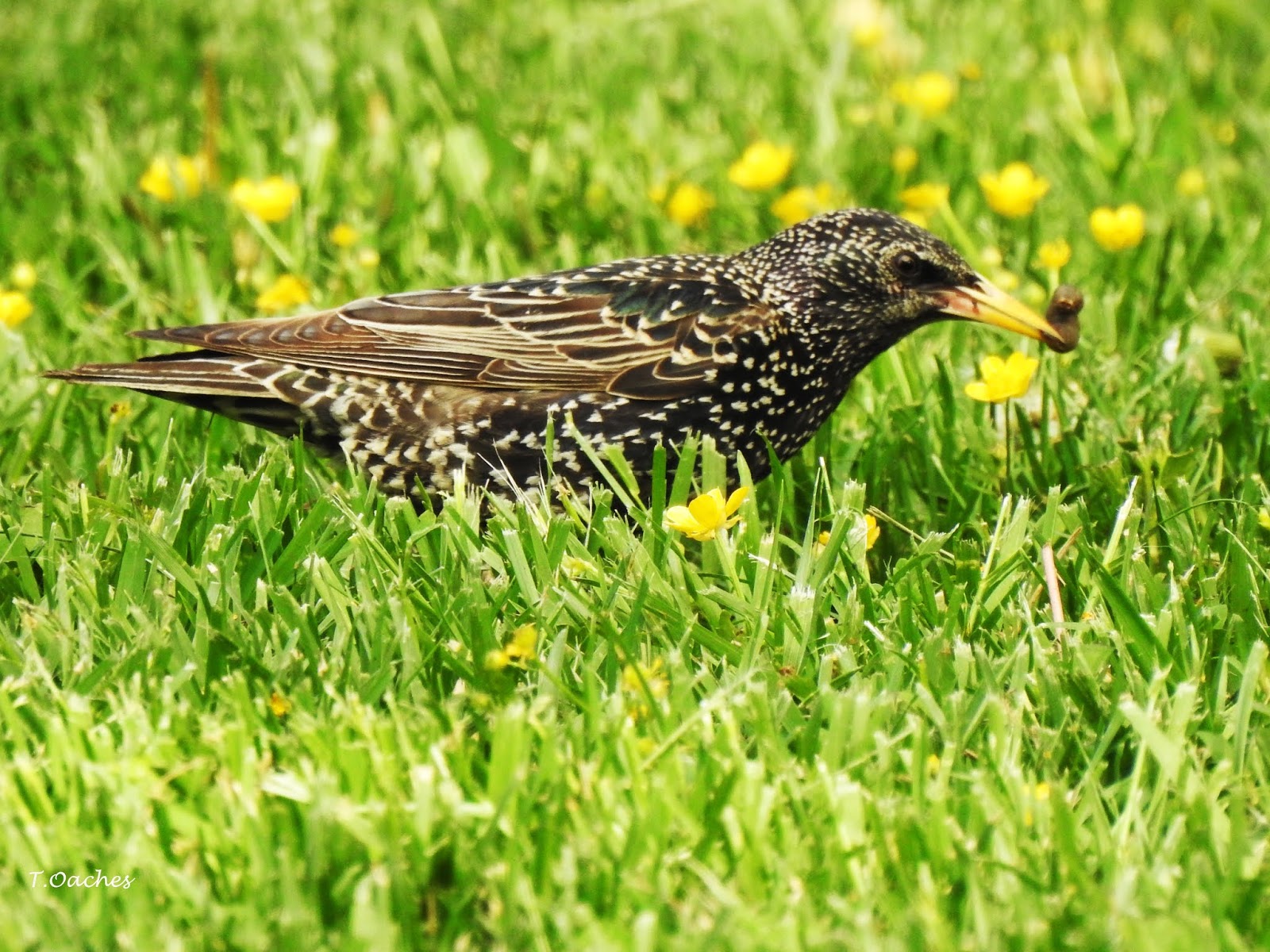 PASARI DIN ROMANIA: GRAUR (1), Sturnus vulgaris