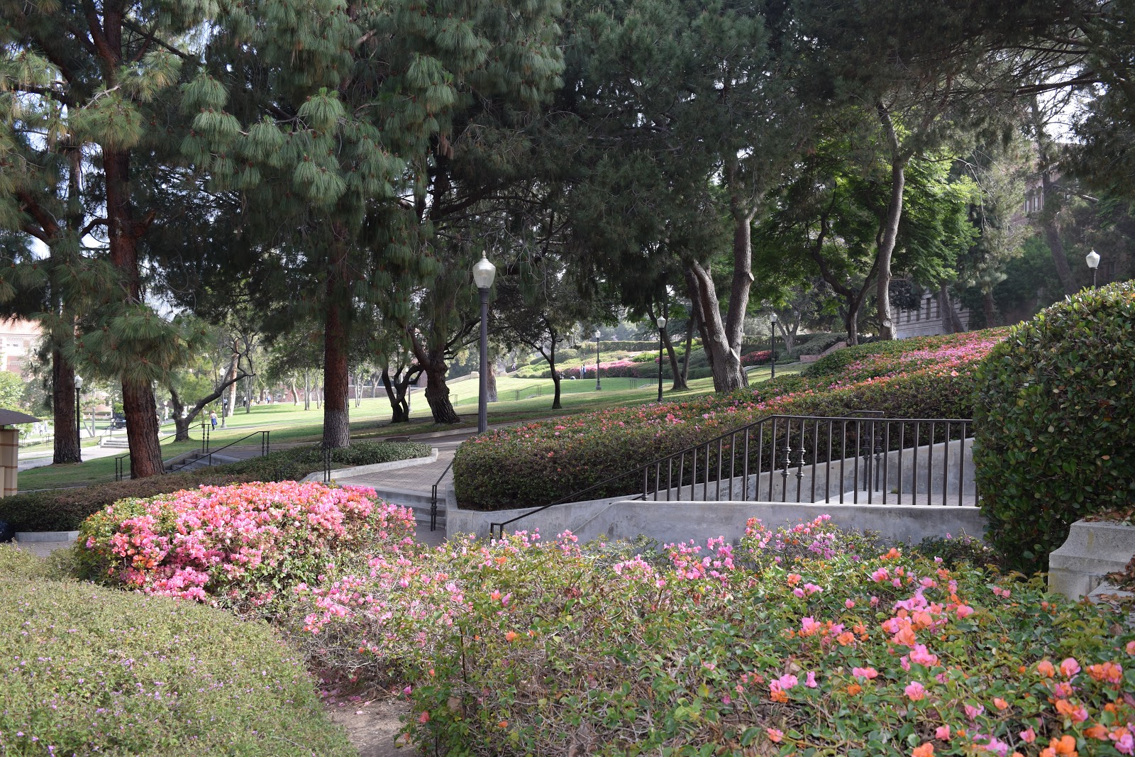Travel for a Purpose: UCLA Campus around Election Walk Area