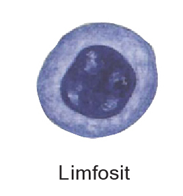 Tipe-tipe Sel Darah Putih dan Fungsinya Bagi Tubuh - myrightspot.com