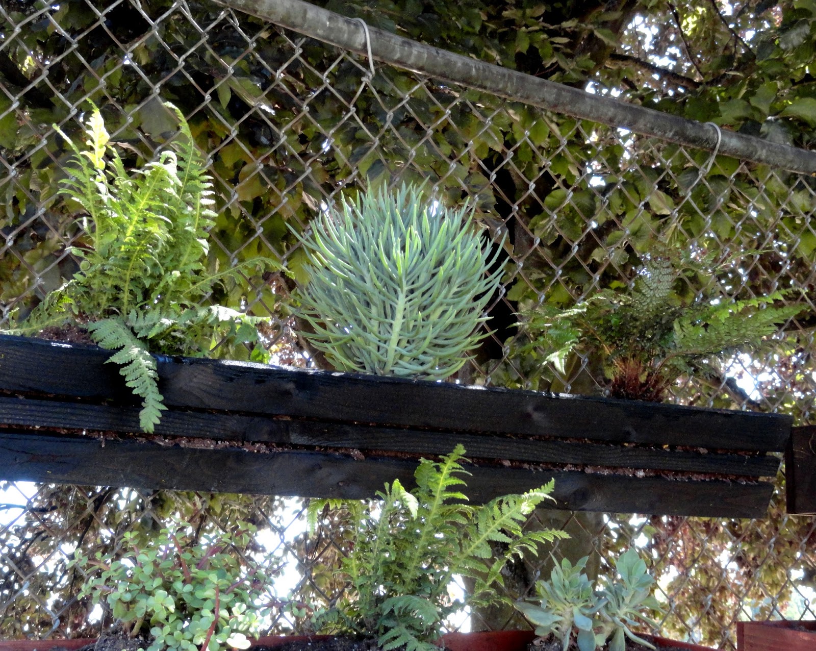 danger garden: Brilliant and yet…