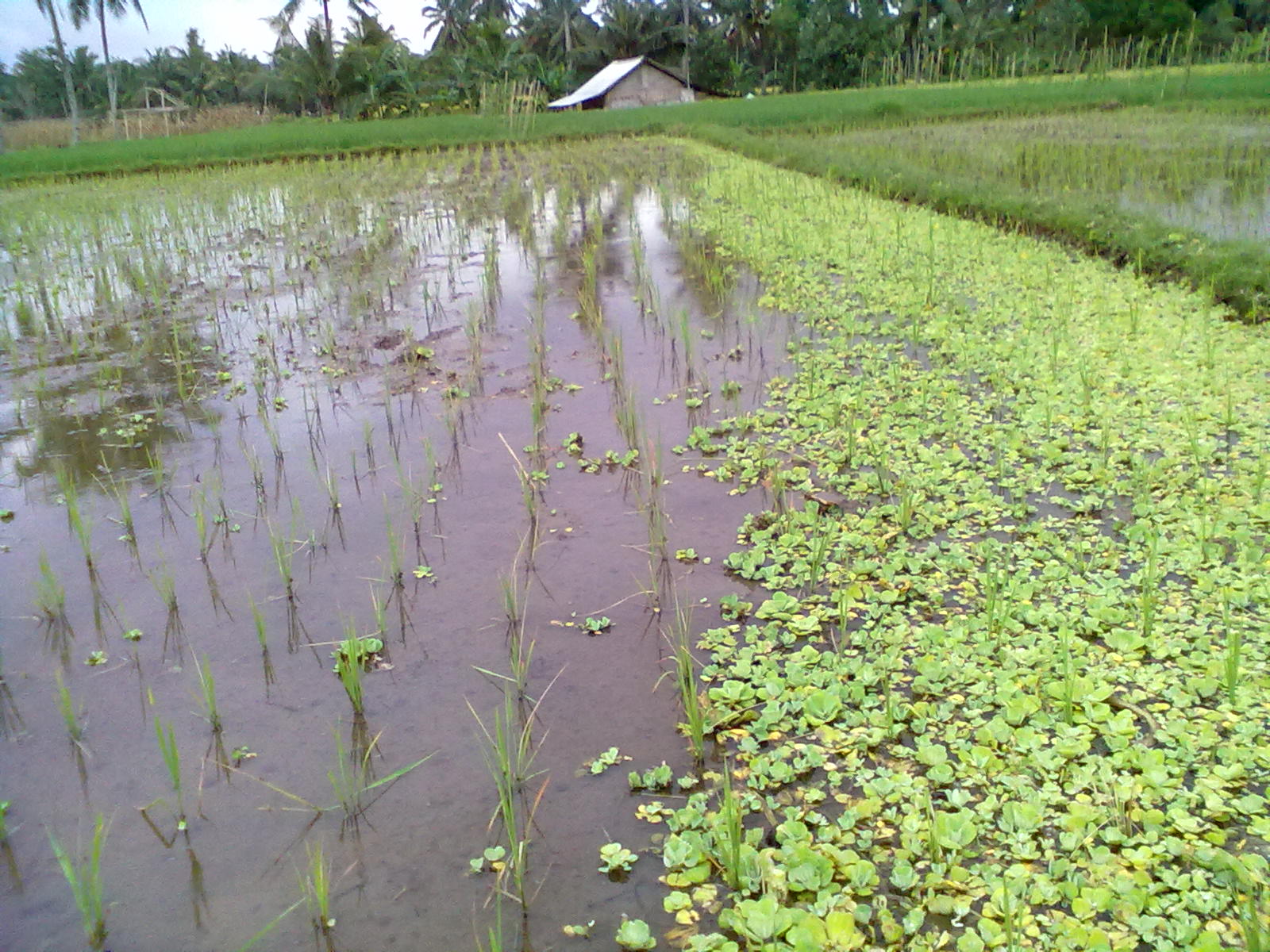 Aplikasi Tanaman Kayu Apu (Pistia stratiotes l) dan Kiambang (Salvinia ...
