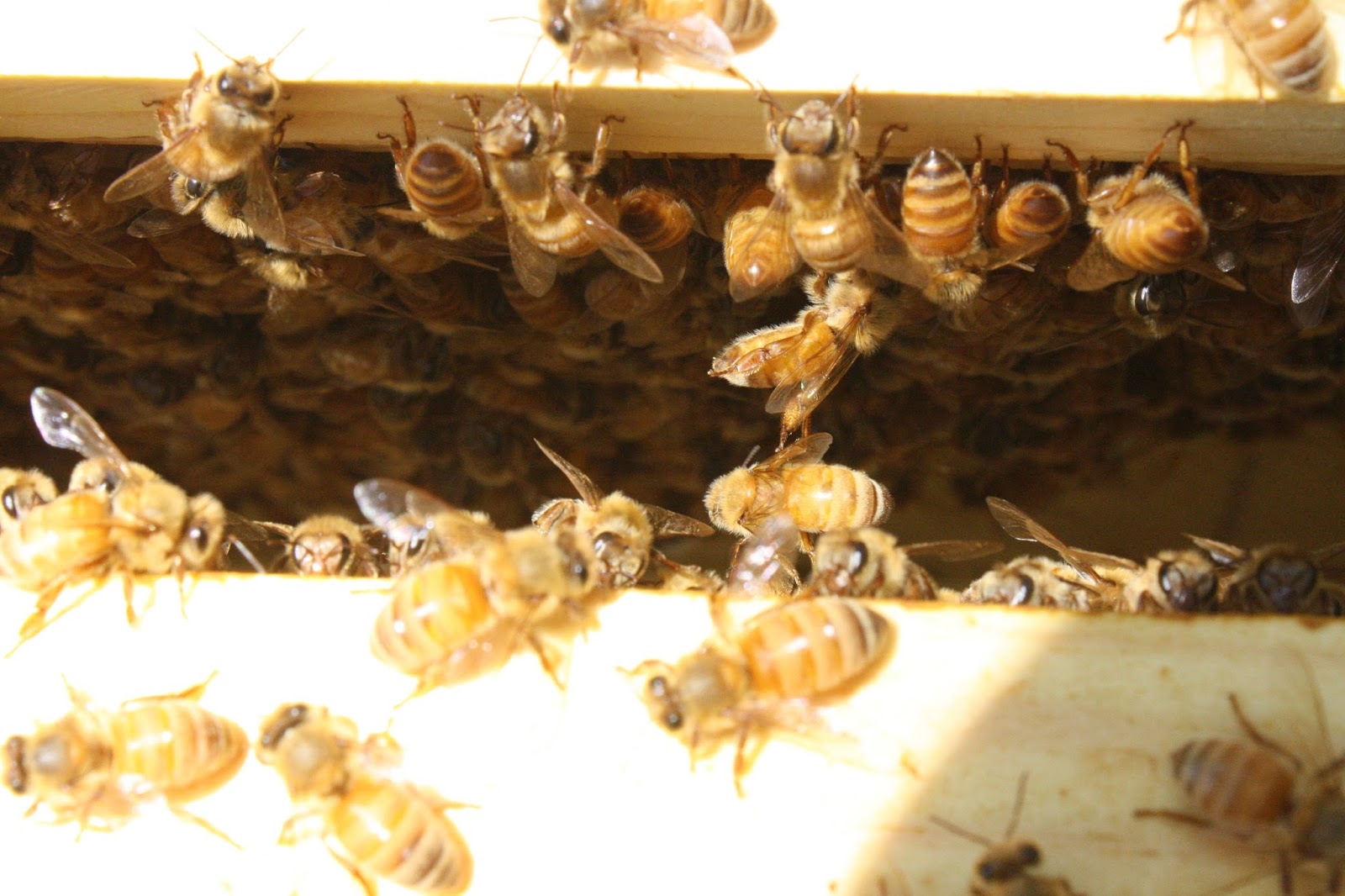 Little Wife On the Prairie: How many bees does it take to change a ...