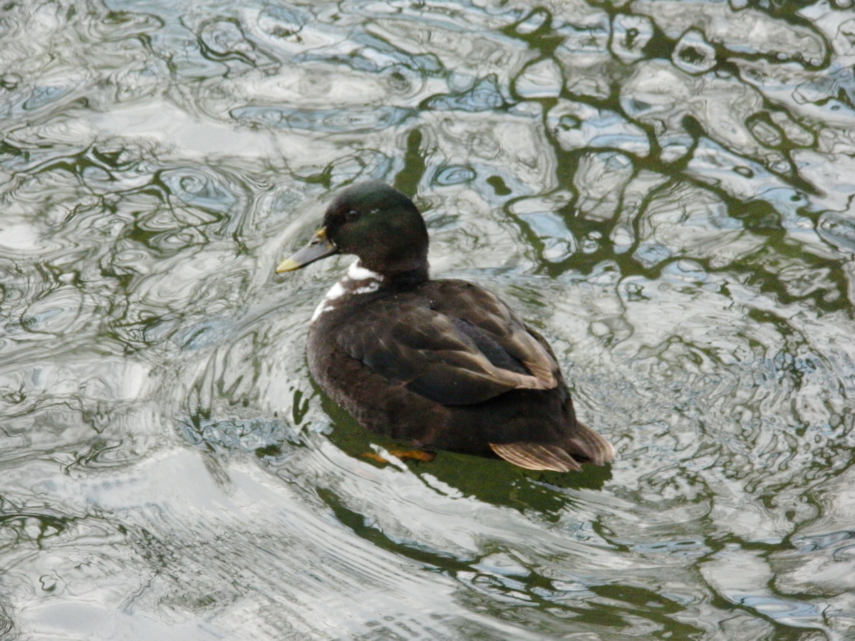 LA MULTI ANI, ROMANIA!: Rata