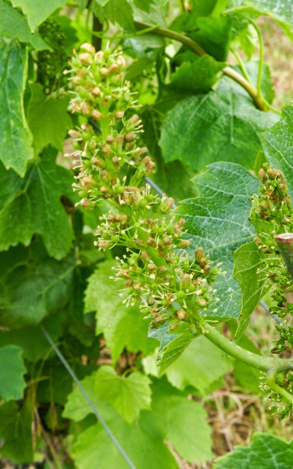 Zeus de Nysa: Fleurs de Vigne 2