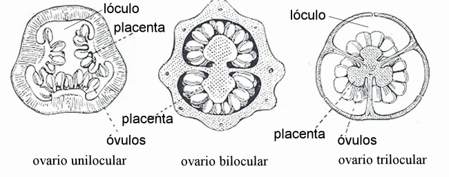 PLANT FAMILIES OF PUERTO RICO AND FLORIDA PAPO VIVES: ovario y frutos