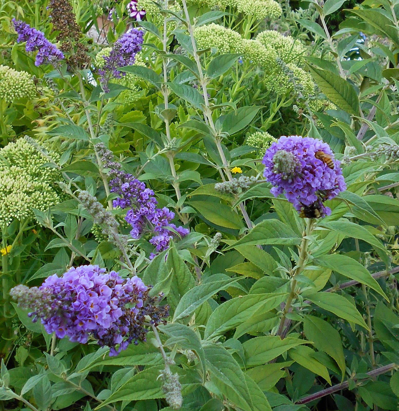 Daniel's Pacific NW Garden: Buddleia "Blue Chip" 8.13.14