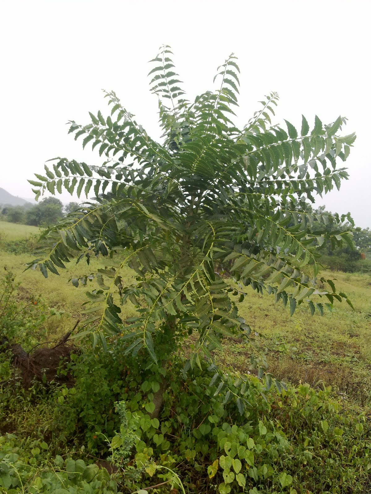 My Picnic Trip around Pune: My picnic trip around Pune - Jejuri Juna ...