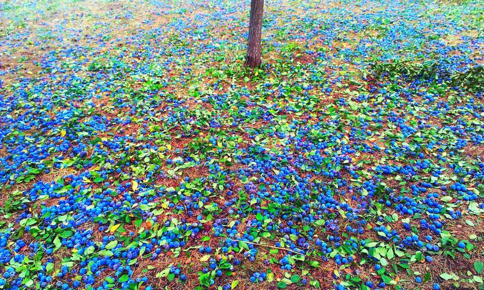 Rakija, uglavnom: Baljevac na Ibru – neotkriveni rakijski biser Srbije