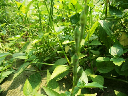 Saya Suka Arnab: MAKANAN ARNAB *DAUN ISRAEL