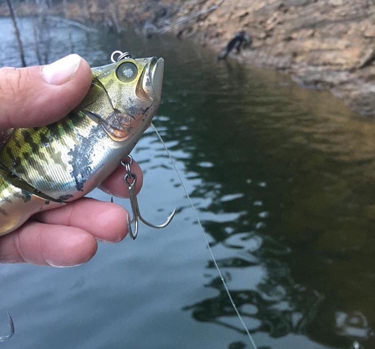 Megabass Vatalion - a new big player in the Murray Cod Swimbait Scene