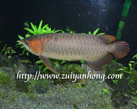 Sweet Memories Of ZuiYanHong: The Legend Of Priceless Arowana