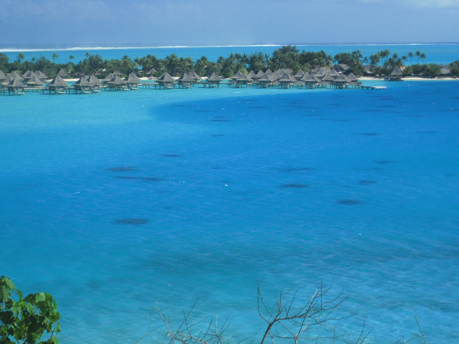 Bora Bora Pics! | Featured Creature