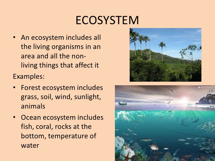 Environmental Academic Research at wbmfoundation : Harmful effects of ...