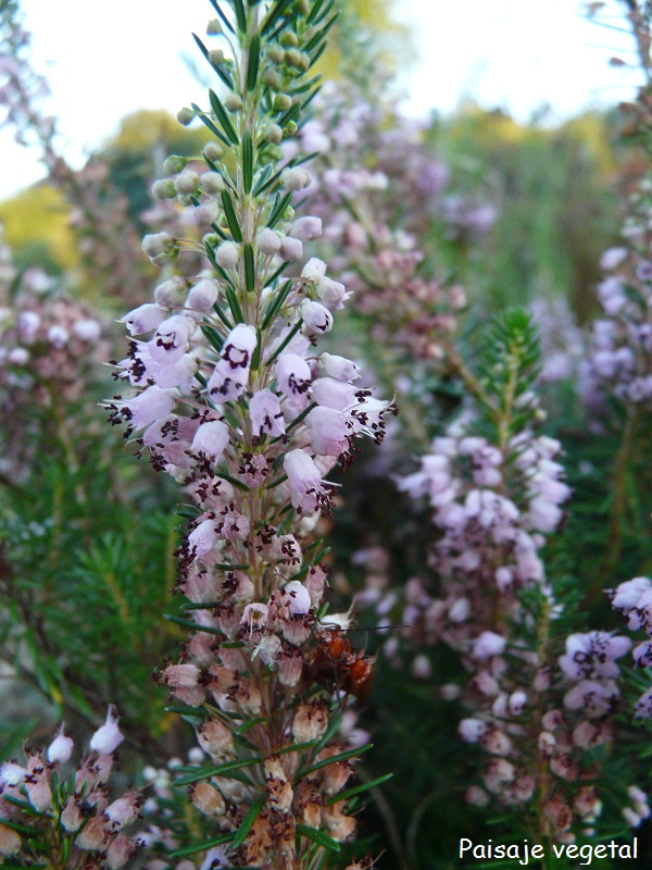 Paisaje vegetal: Floreciendo en julio 2.012