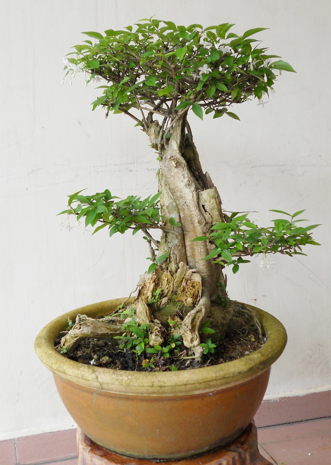 *: Keunikan BONSAI, kreativiti pemiliknya