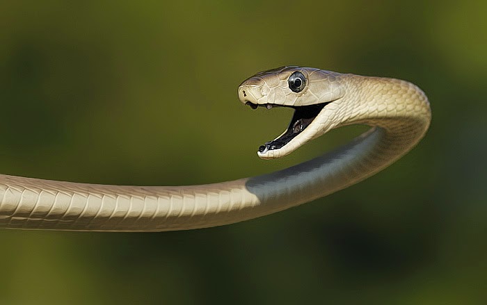 Venom Nature: Black Mamba