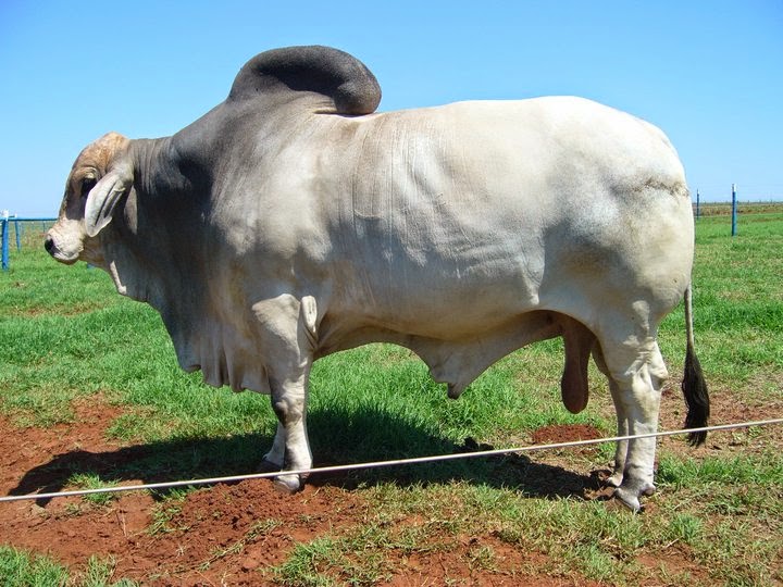 Sapi Brahman | Kumpulan Gambar Sapi Dari Berbagai Sumber