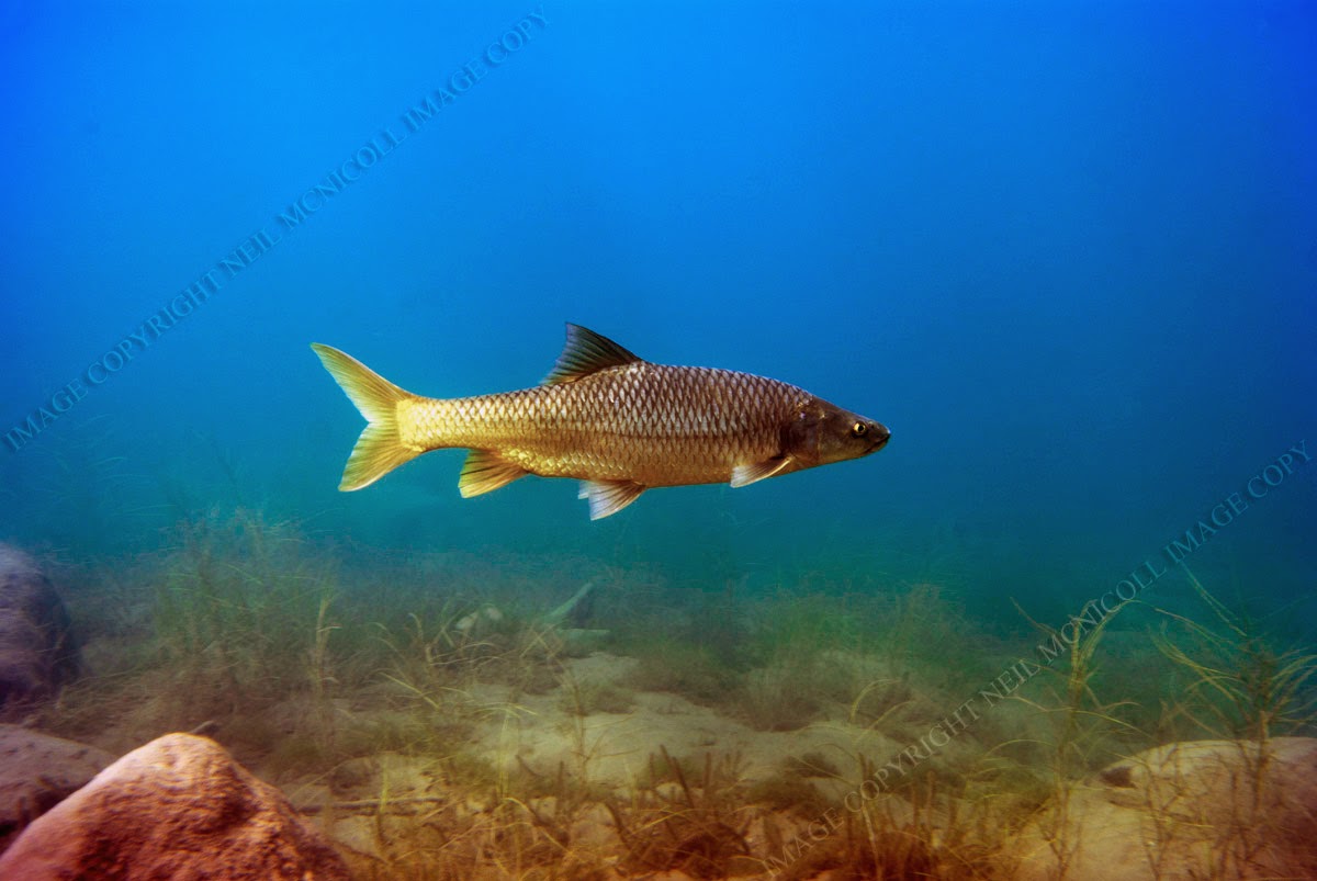 Freshwater Fish Photographs: Yellowfish