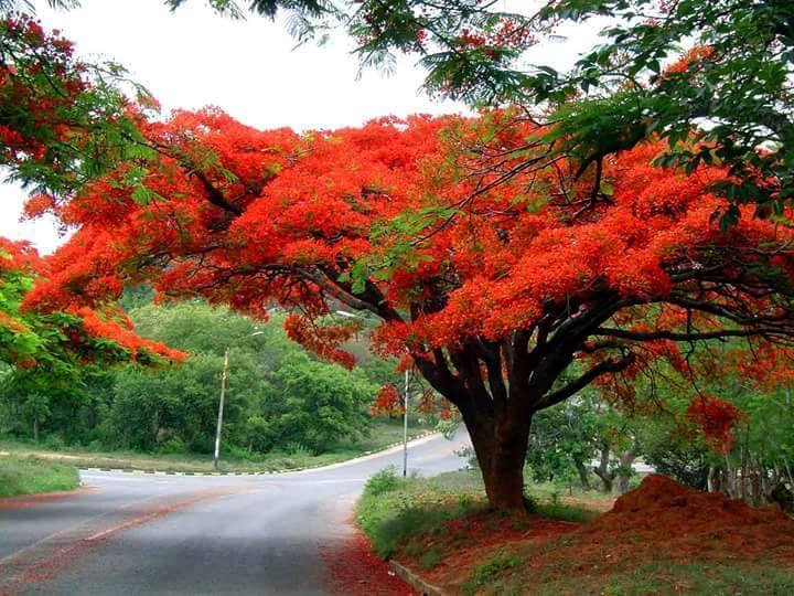 ARBORETUM: MAYO 2016 (Acacia roja)