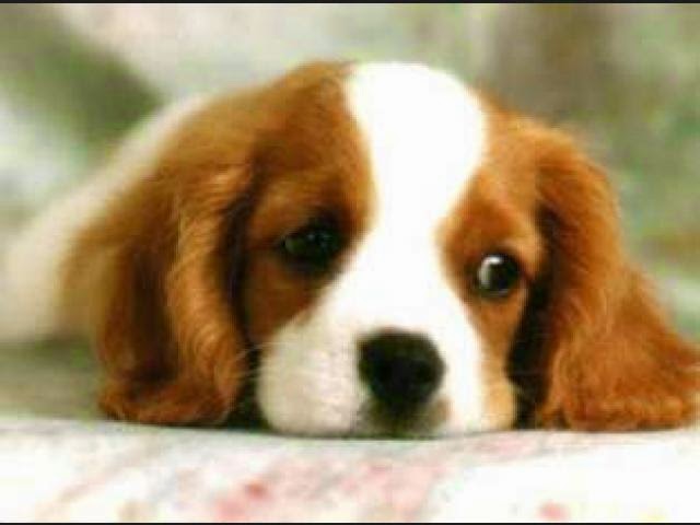 Los 10 Perros mas Lindos del Mundo - Chincha TV