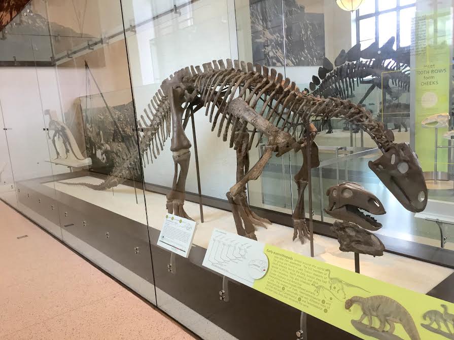 Prehistoric Beast of the Week: Tenontosaurus: Beast of the Week