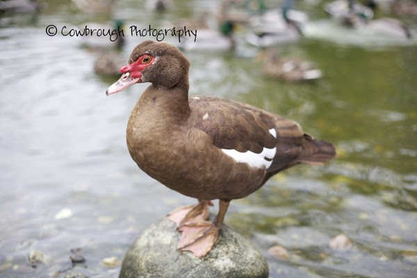 52 Weeks of Animals : Chocolate Muscovy Duck
