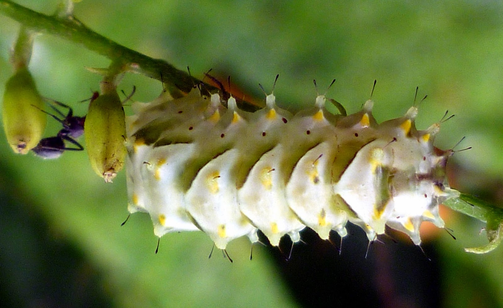 Lepidóptera 10º Norte: Larvas en mi jardín
