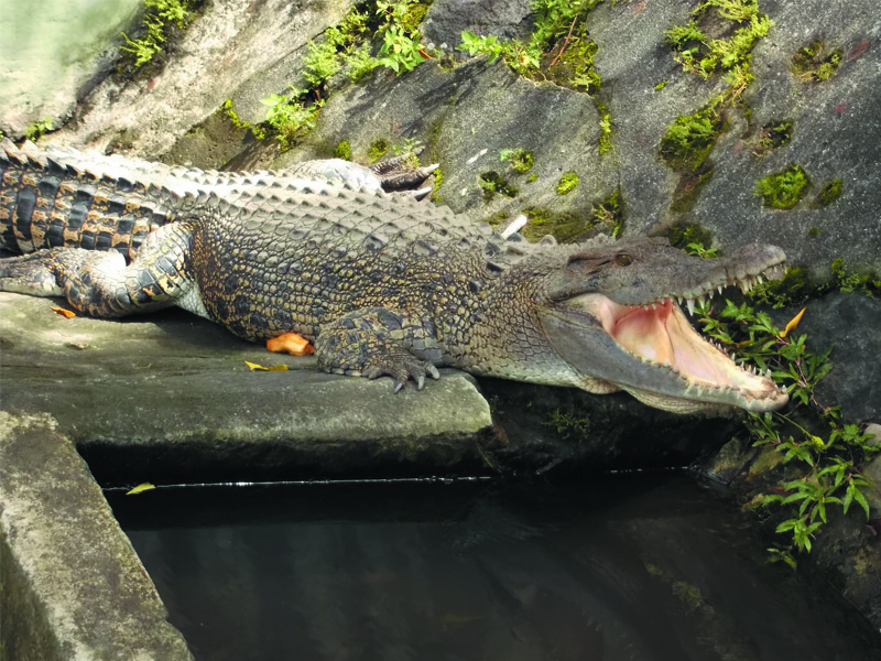 Foto-Foto Buaya Muara | Fauna Gue