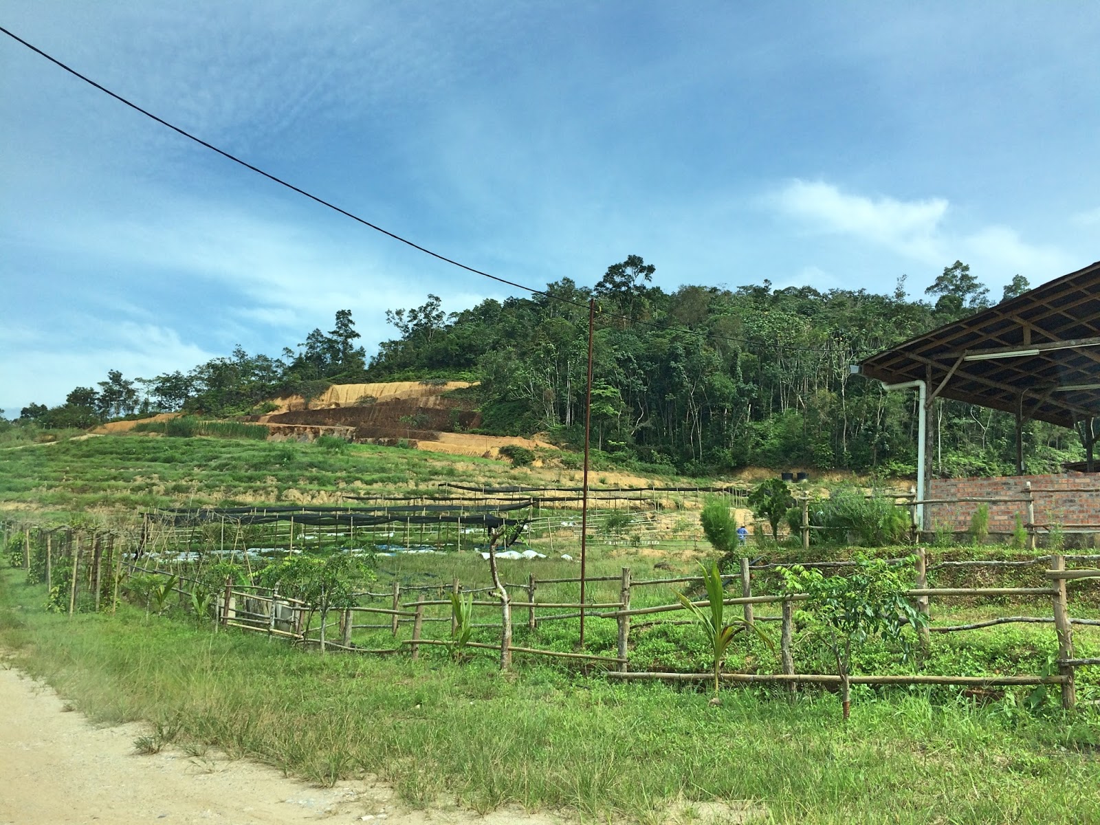 As An Unrest Life: 【Bentong｜文东】Happy Farm Bentong: Vegetable Farm｜丰收开心农场之菜园
