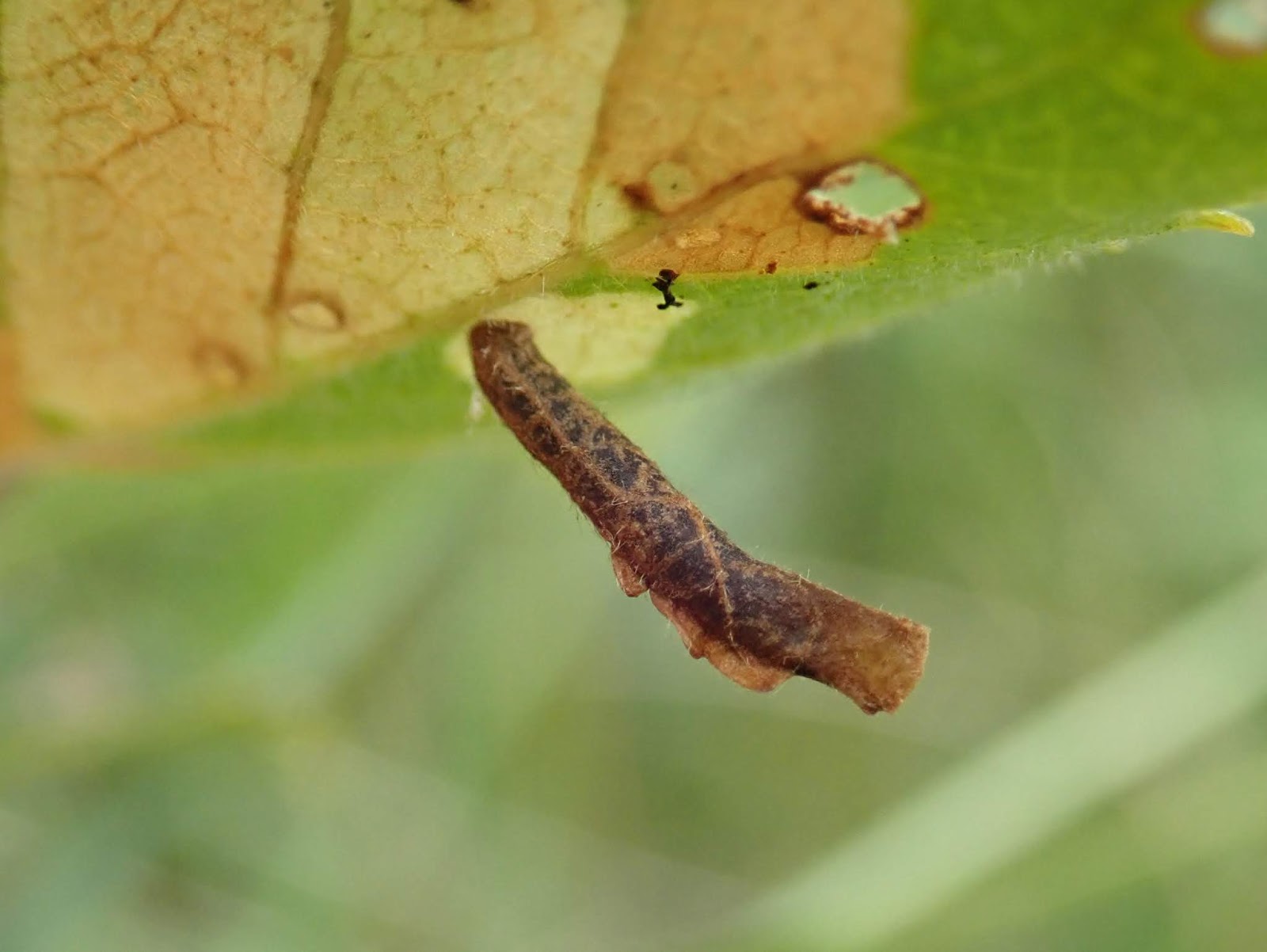Glamorgan Moth Recording Group: Coleophora on birch