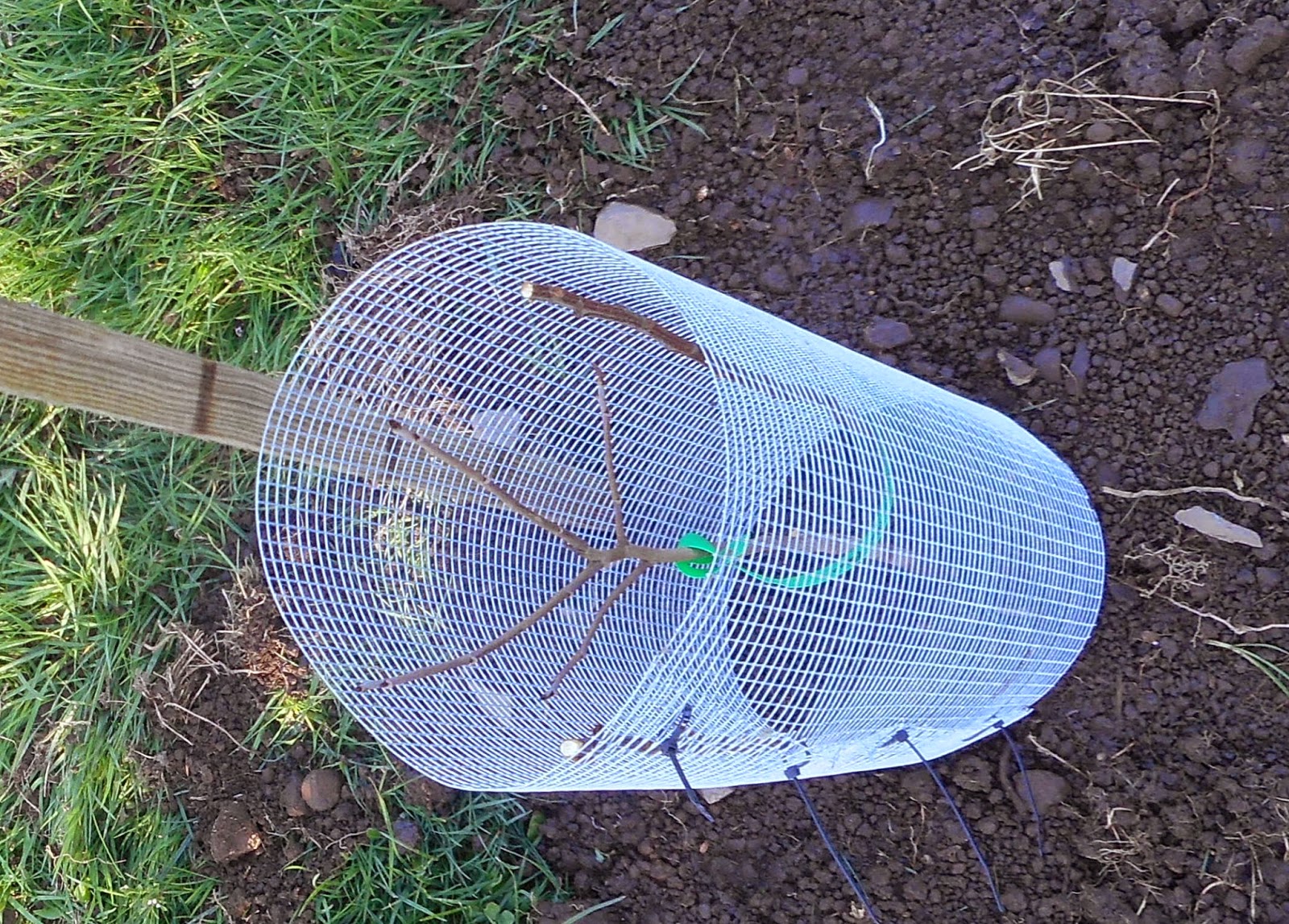 Daniel's Pacific NW Garden: Planting Bare Root Trees and Shrubs ...