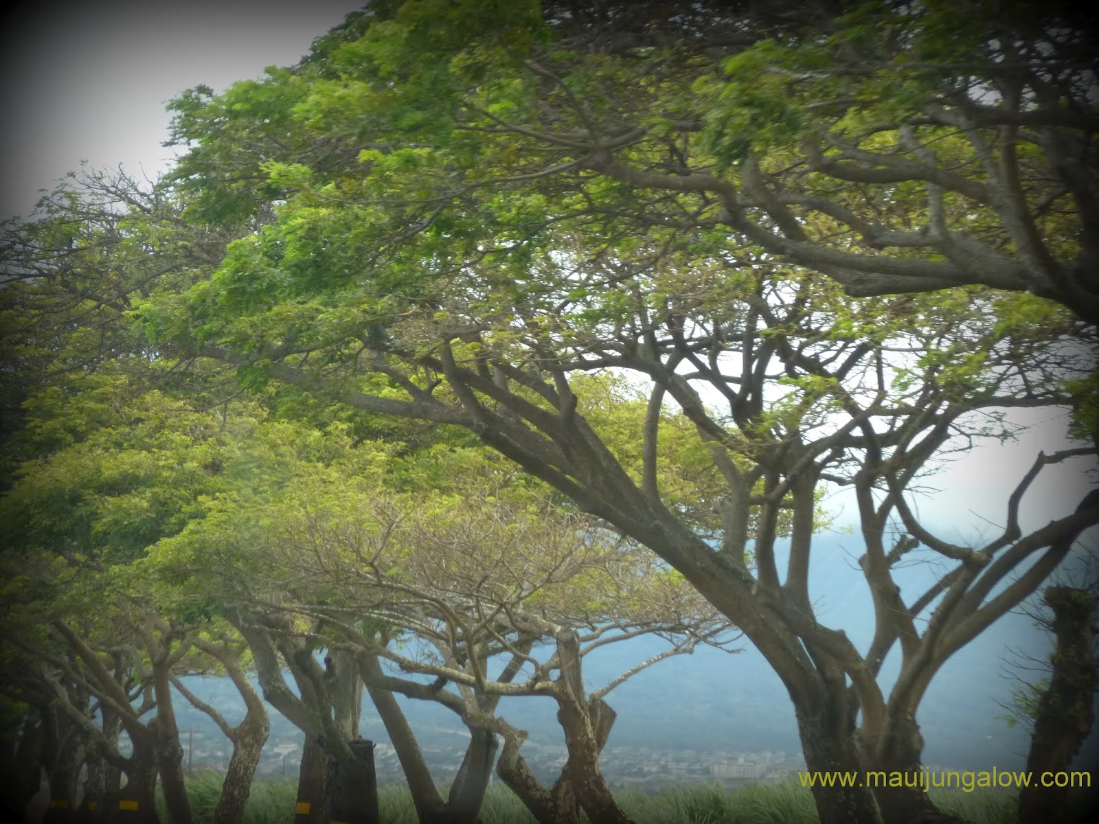 Maui Jungalow: Monkeypod Trees