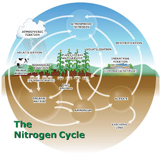 Managing Plant Nutrients: Nitrogen Sources for Organic Crop Production