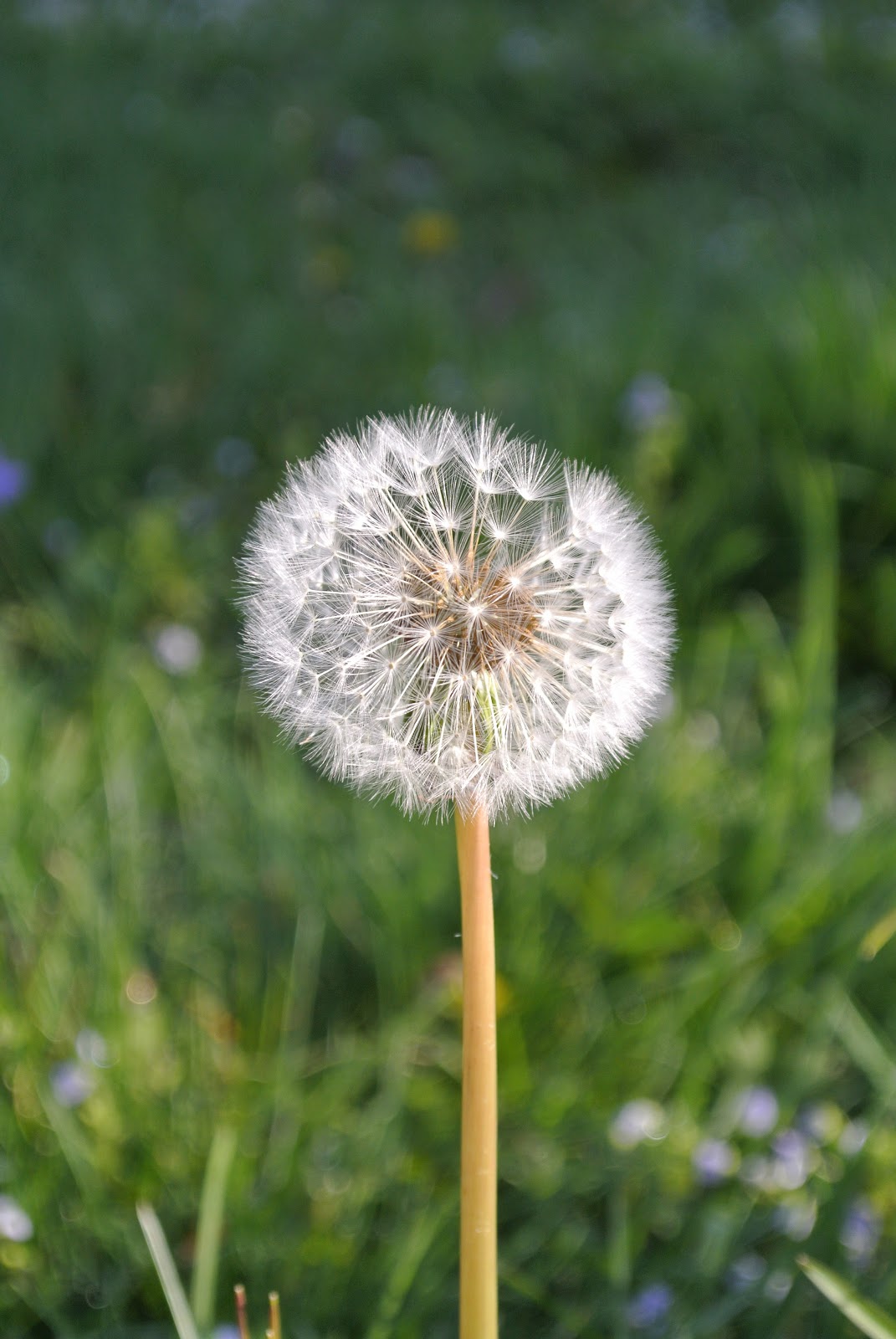Life at Pugsley: Eating weeds, or the wild wild weeds