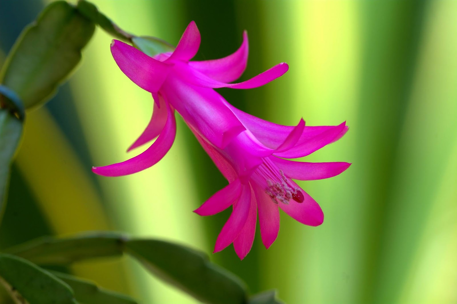 Rhipsalis Brasil: Schlumbergera russeliana