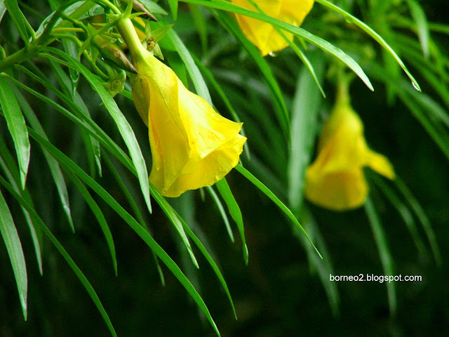 Borneo Island, Awaken To A Different World: Yellow Oleander (Thevetia ...