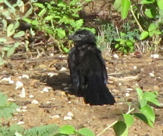 Hiking Curaçao - Flora and Fauna: Groove-billed Ani - Chuchubi Pretu