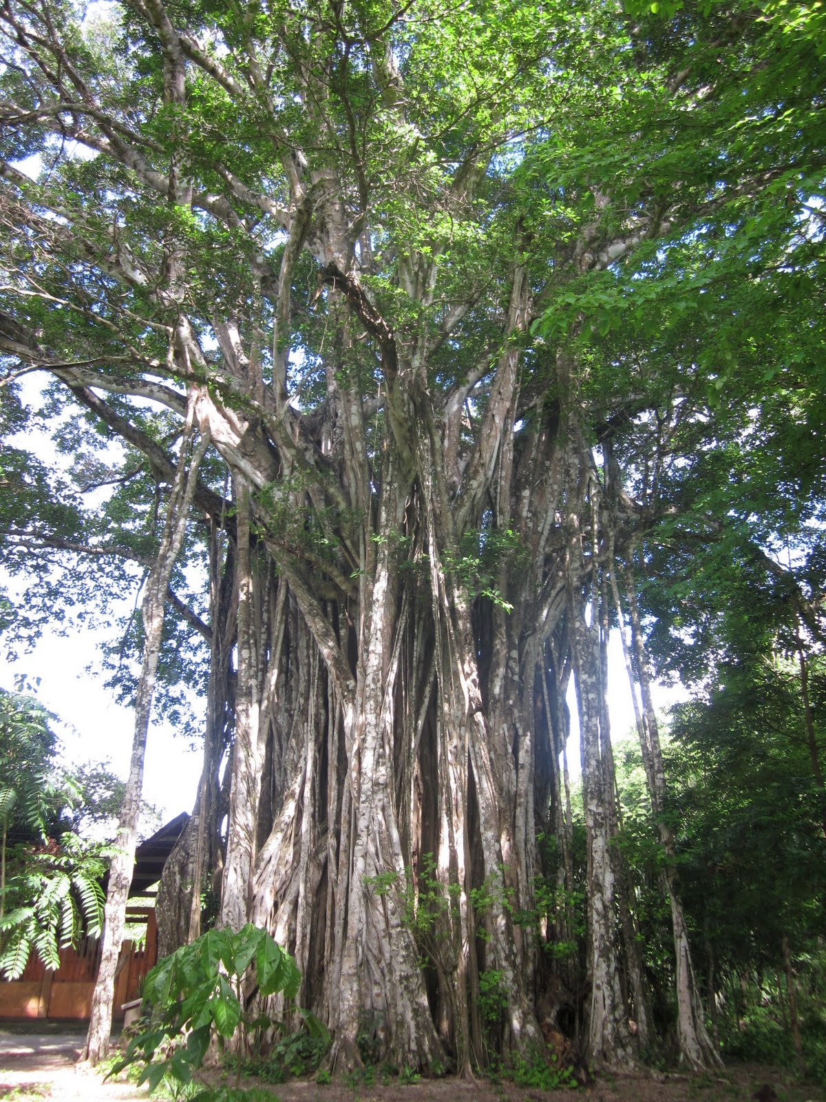 Descubriendo Costa Rica: junio 2011
