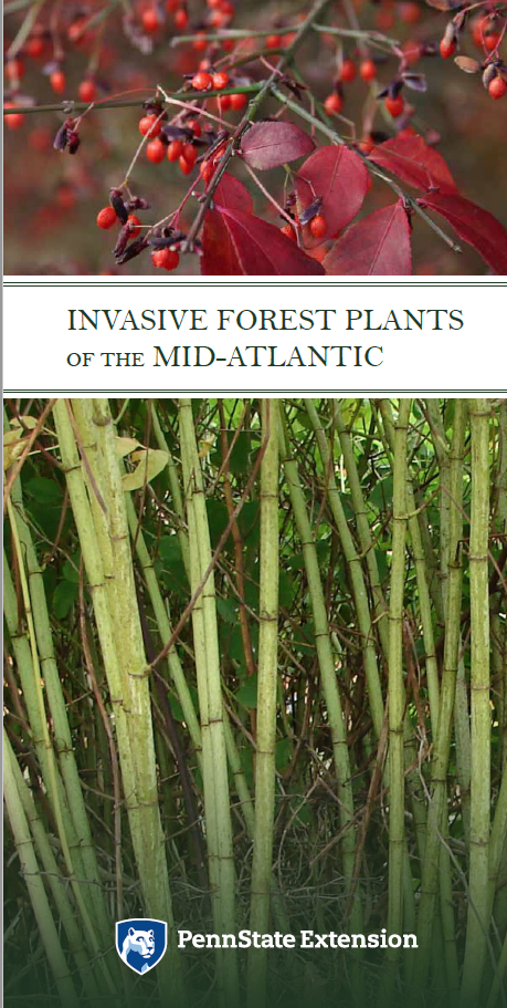 Central Pennsylvania Forestry: Announcing New Invasive Plant ...