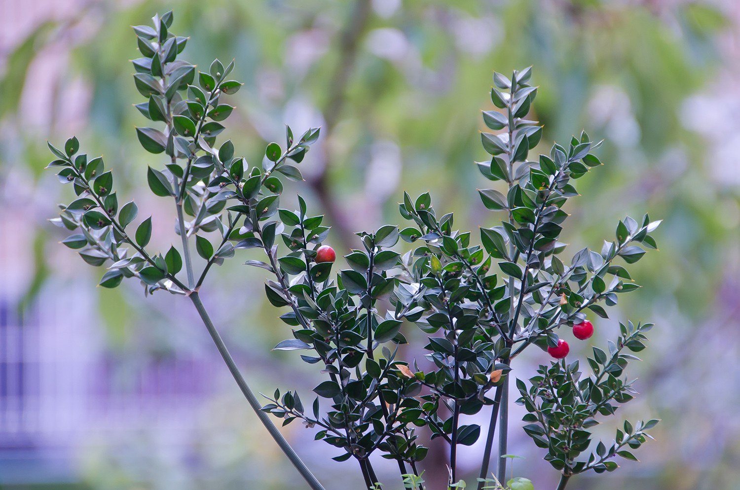 Flores y Paisajes de Asturias : Ruscus aculeatus (Rusco)