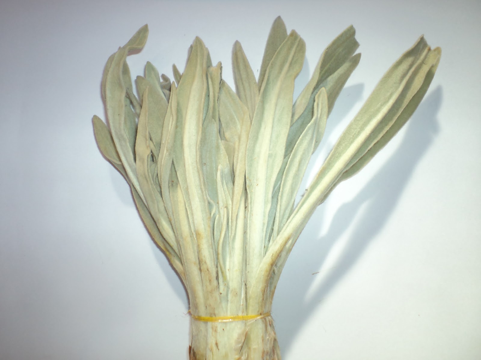 My Natural Remedies Health: MEDICINAL PLANTS