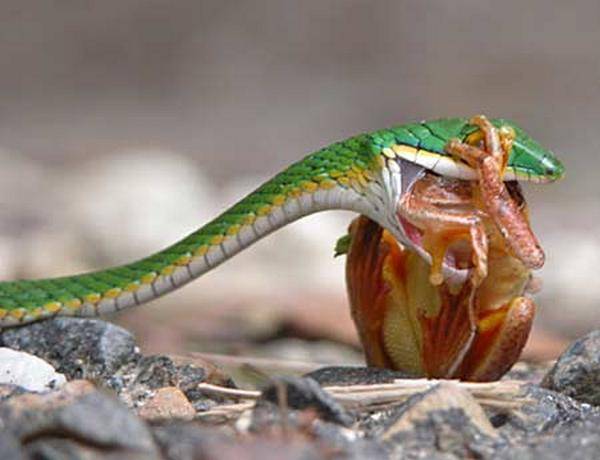 Dangerous snakes: 27 Pictures of a Snake Attack