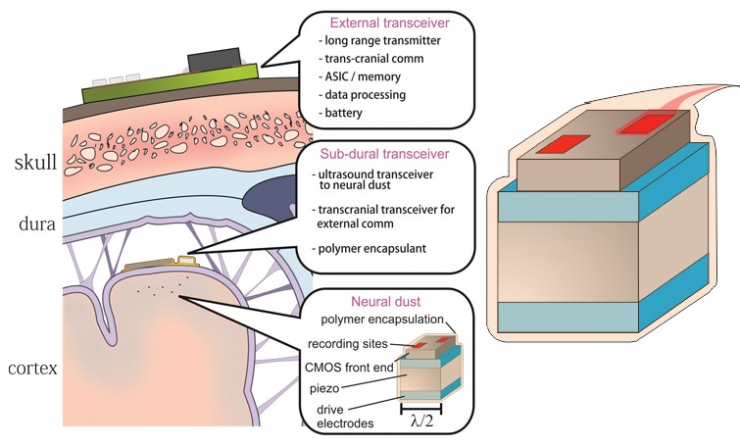 Neural Dust - ultra small brain interfaces - is being used to make ...
