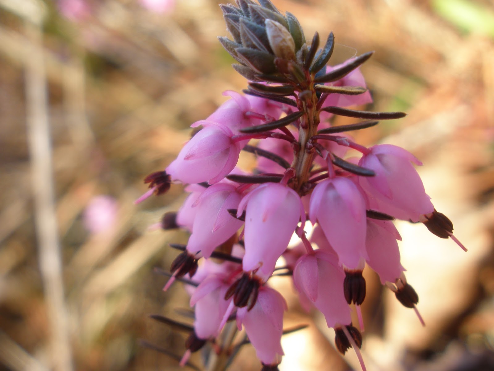 Di fiore in fiore: Erica